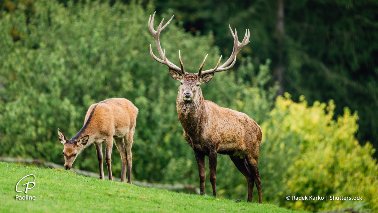 Paoline - Il cervo
